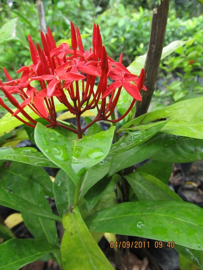 Ixora casei (Cultivated) – eFlora of India